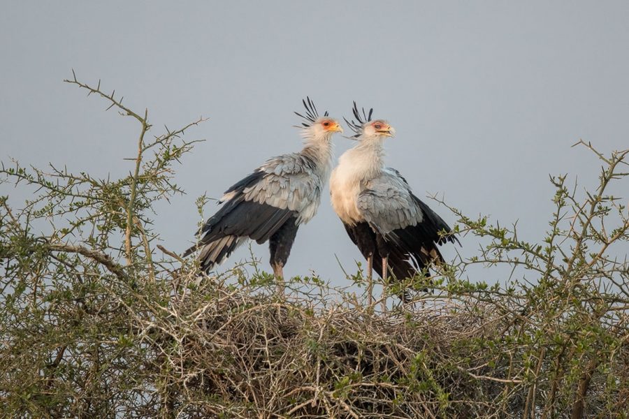 Secretary Bird Mated Pair on Nest, Tanzania (Secretary Birds) – Melissa ...