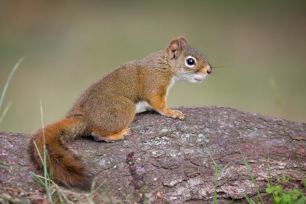 Red Squirrel, Hog Island, Maine (Red Squirrels) – Melissa Groo
