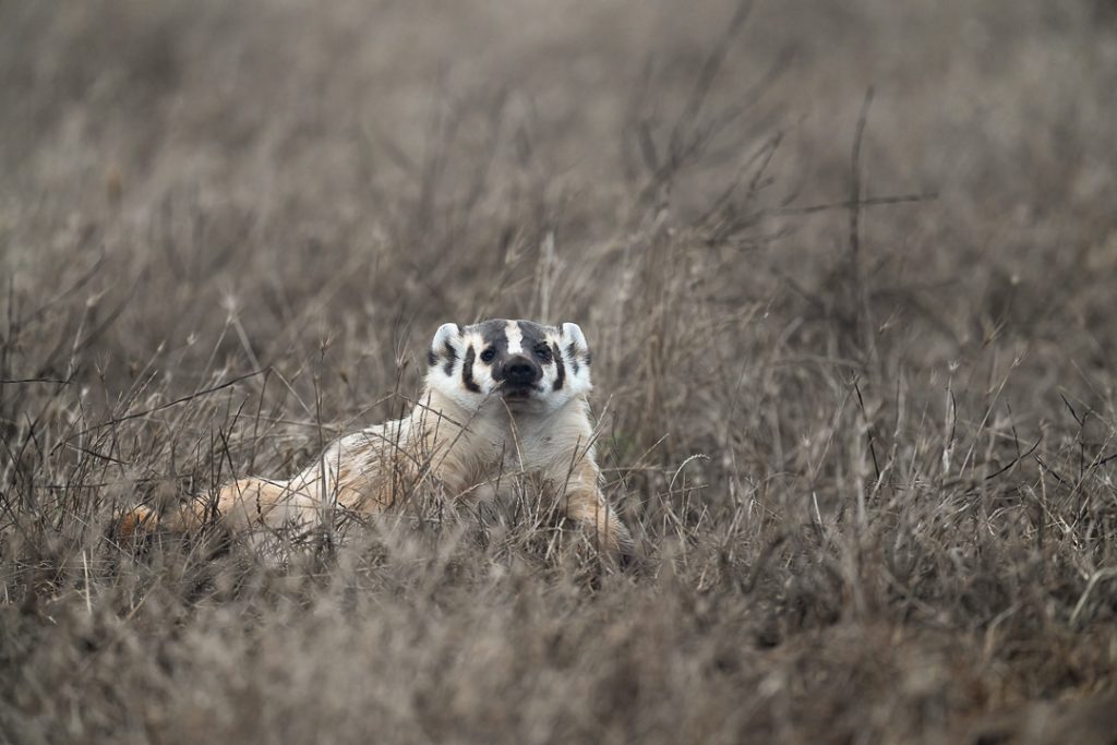 Mammals – Melissa Groo