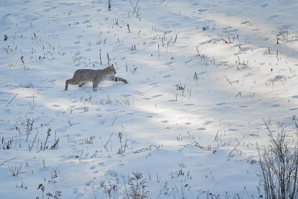 Bobcat in Snowy Field, Pennsylvania (Bobcats) – Melissa Groo