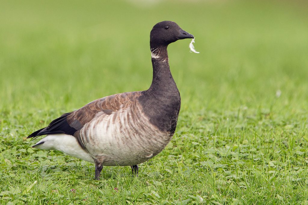 Brant Goose 2, Ithaca, New York (Brants Geese) – Melissa Groo