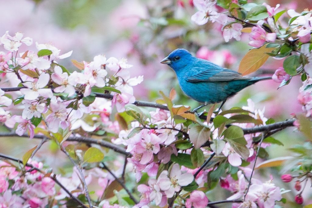 Indigo Bunting in Pink Blossoms, New York (Indigo Buntings) – Melissa Groo