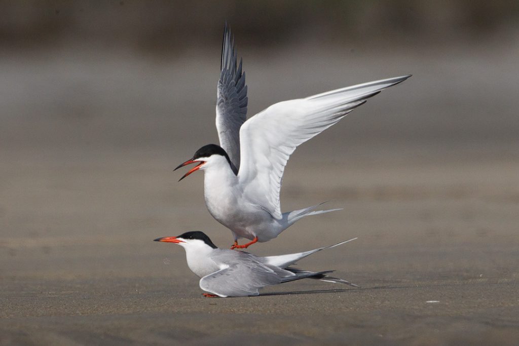 Common Terns Mating, Massachusetts (Common Terns) – Melissa Groo