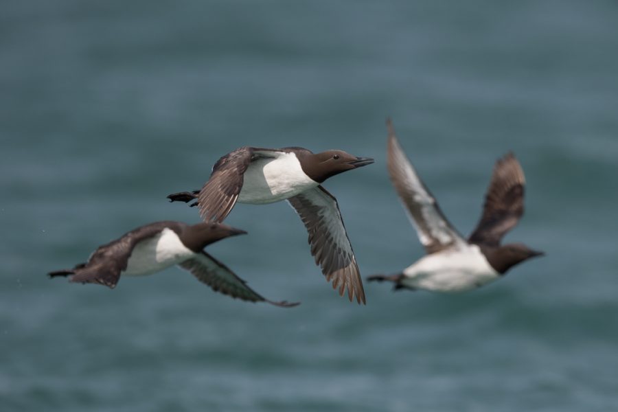 Common Murres in Flight, Alaska – Melissa Groo