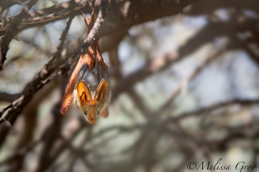 Yellow-winged Bat, Tanzania (Yellow-winged Bats) – Melissa Groo