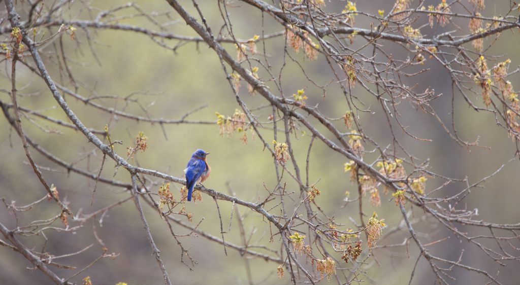 Bluebird in Spring (Bluebirds) – Melissa Groo