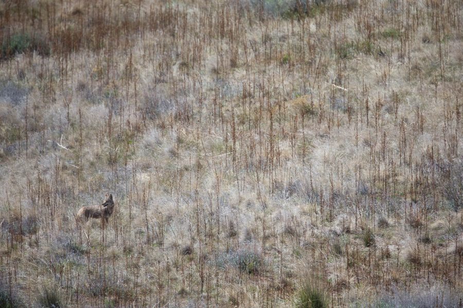 Coyote in Landscape, Utah (Coyotes) – Melissa Groo