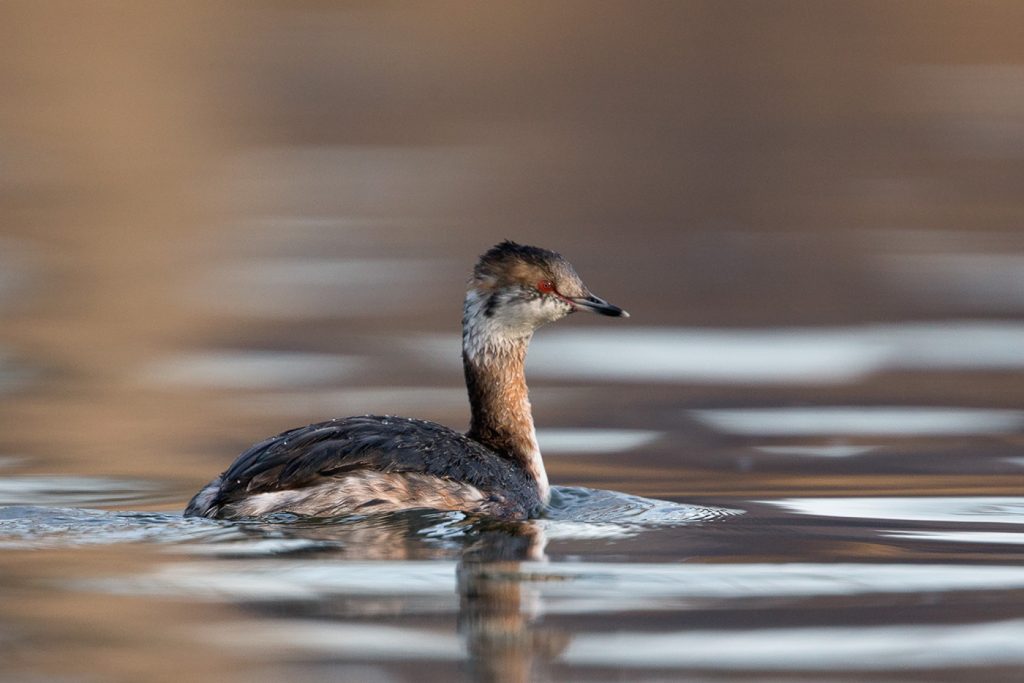 Horned Grebe 1, New York (Horned Grebes) – Melissa Groo