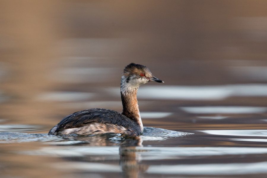 Horned Grebe 1, New York (Horned Grebes) – Melissa Groo