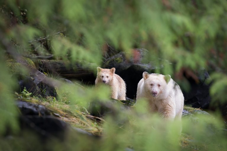 Spirit Bear Mother and Cub Through the Trees, Great Bear Rainforest ...
