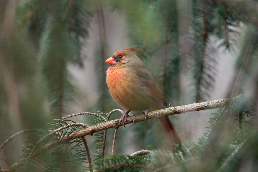 Northern Cardinal Female (Northern Cardinals) – Melissa Groo