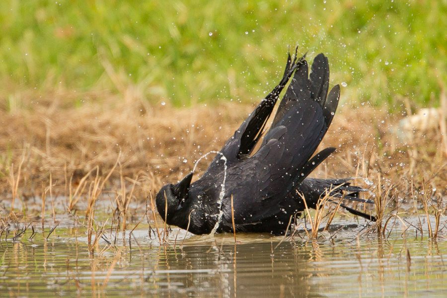 Bathing Crow, New York (American Crows) – Melissa Groo