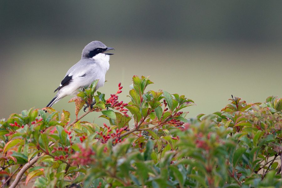 Loggerhead Shrike 1, Florida (Loggerhead Shrikes) – Melissa Groo
