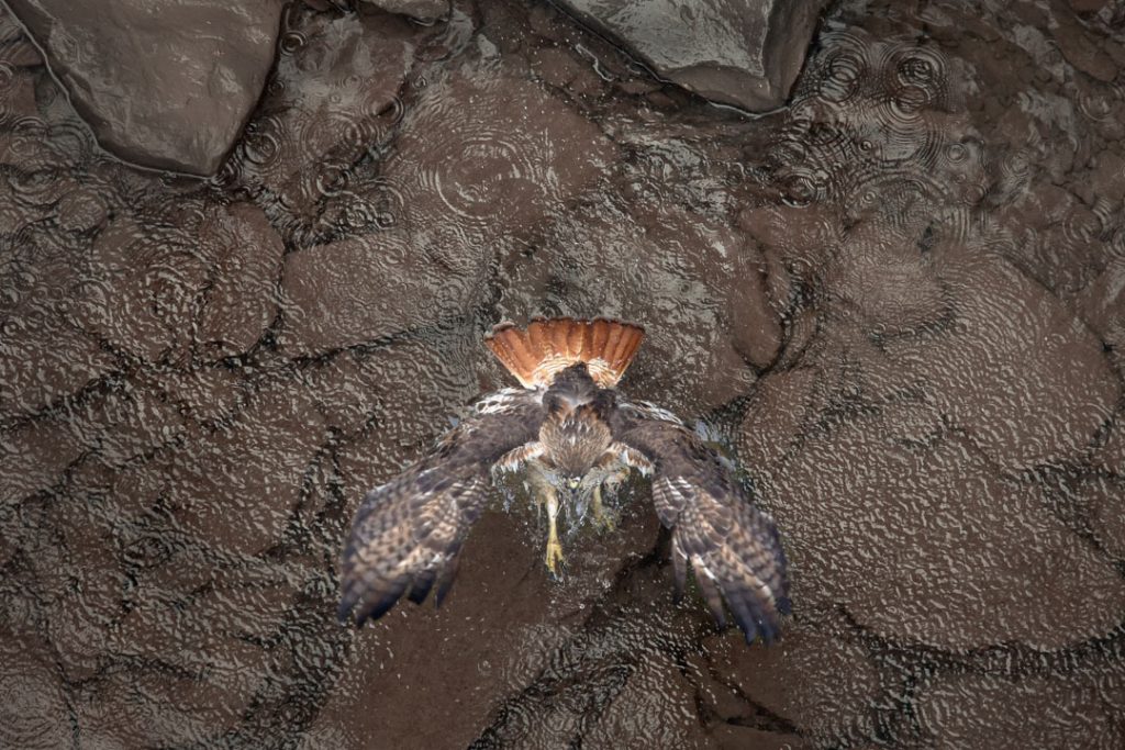 Red-tailed Hawk Flies Off From Bath, Ithaca, New York (Red-tailed Hawks ...