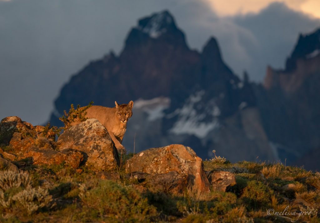 Young Male Puma at First Light, Patagonia, Chile (Pumas, Mountain Lions ...