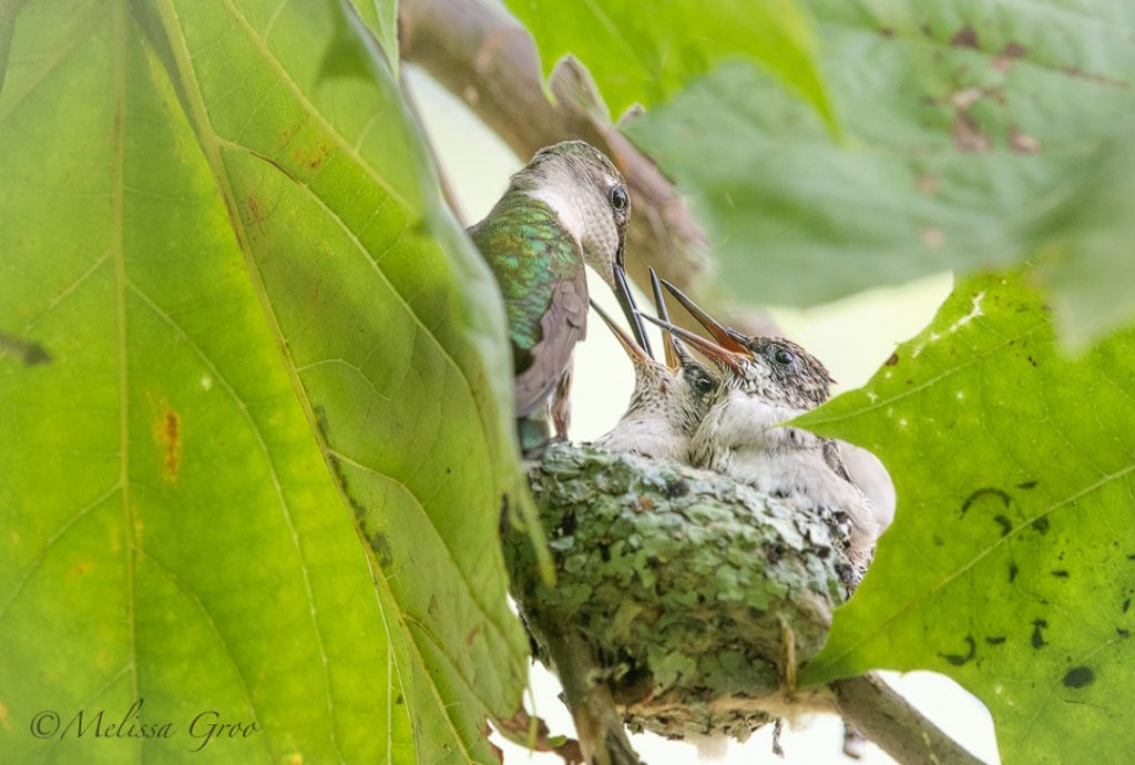 Ruby-throated Hummingbird Feeds Nestlings, New York (Ruby-throated ...