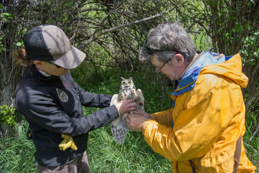 Long-eared Owl Banding, Montana, While Working with Owl Research ...