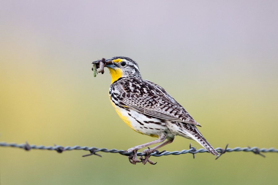 Western Meadowlark with Prey, Montana (Western Meadowlarks) – Melissa Groo