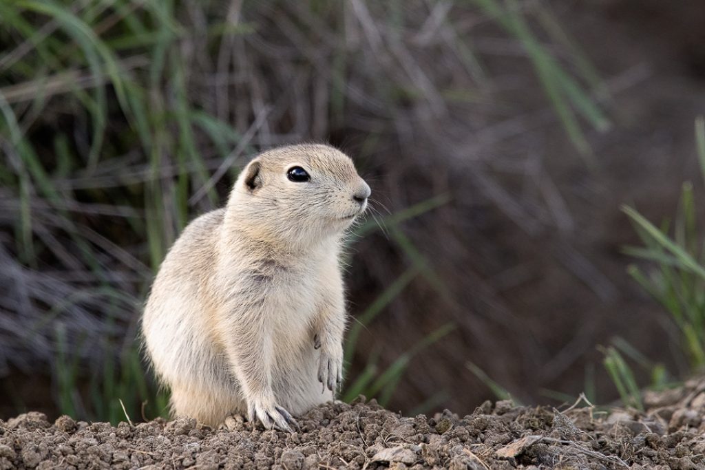 Richardson’s Ground Squirrel, Montana (Richardson’s Ground Squirrels ...