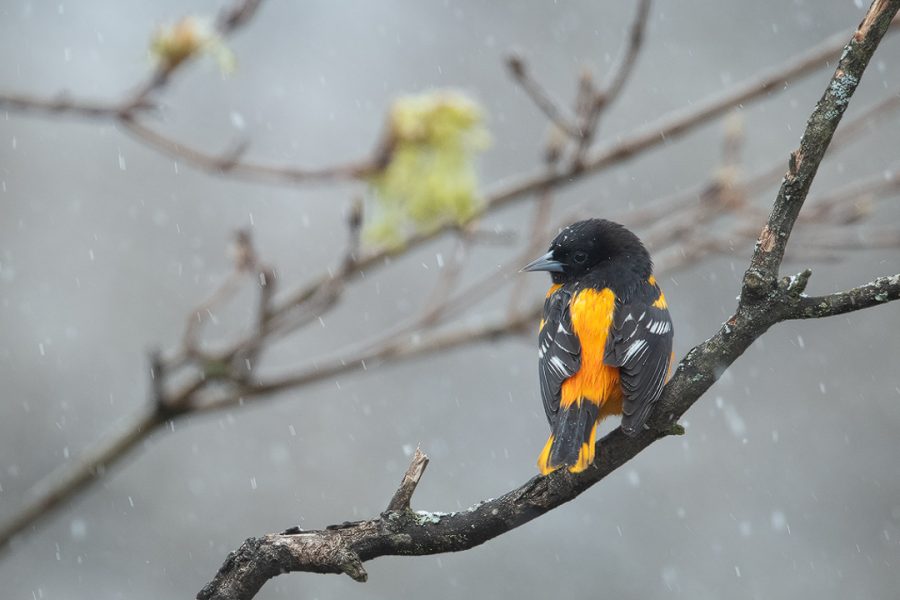 Baltimore Oriole in Spring Snow, Caroline, New York (Baltimore Orioles ...