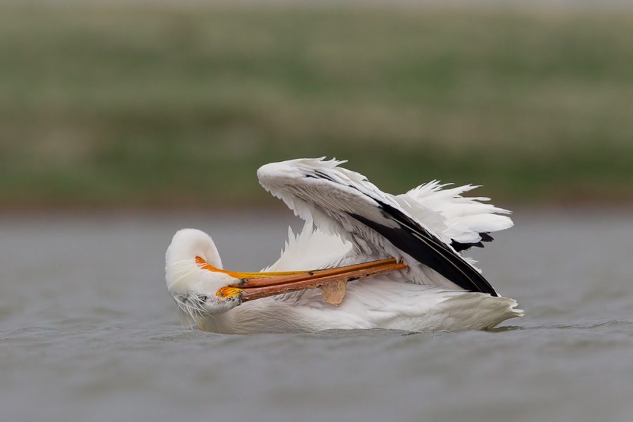 American White Pelican Preening, Medicine Lake, Montana (American White ...