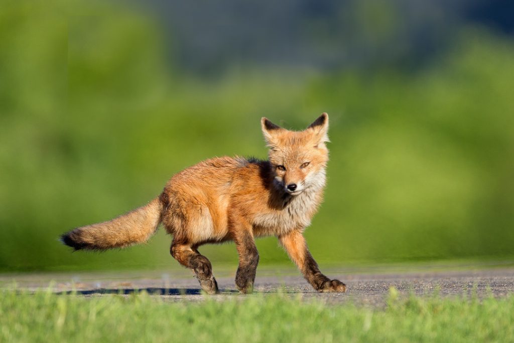 Red Fox Kit on the Run, Dryden, New York (Red Foxes) – Melissa Groo
