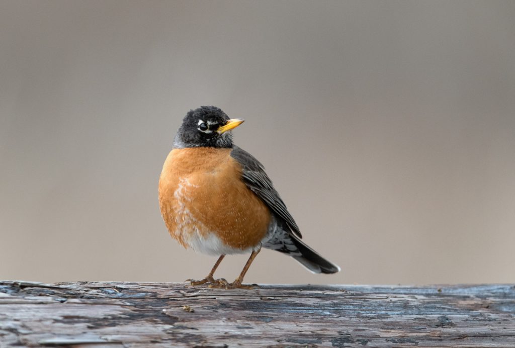 American Robin, Lansing, NY (Robins) – Melissa Groo
