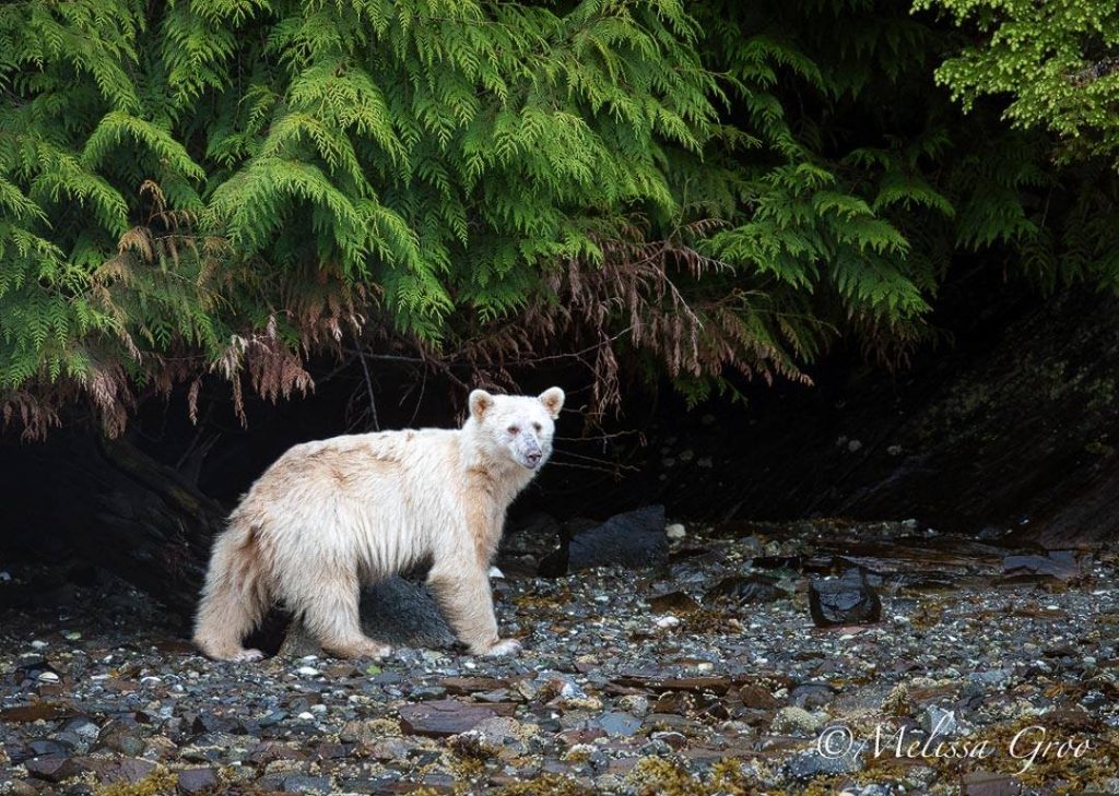 Spirit Bear, Great Bear Rainforest, British Columbia (Spirit Bears ...