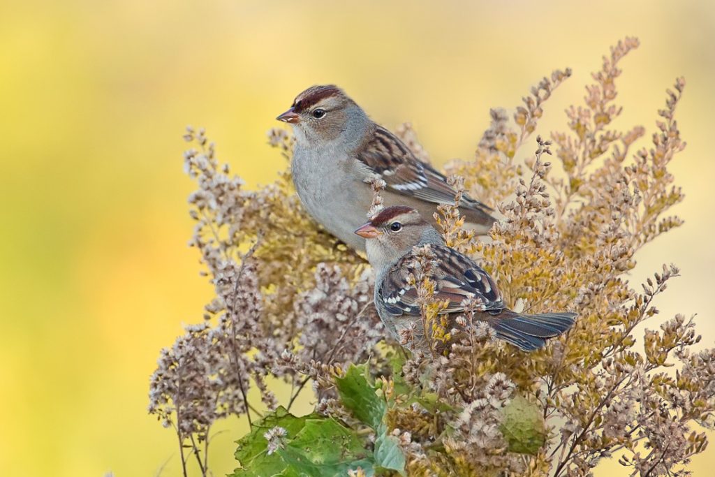 White-crowned Sparrows in Fall, Barker, New York (White-crowned Sparrow ...