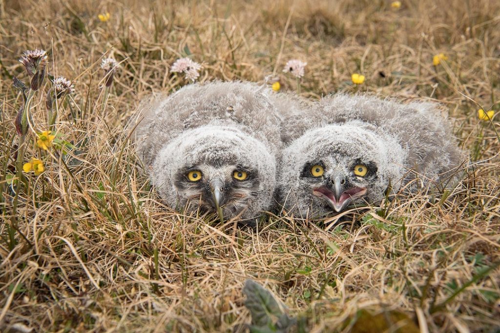 Snowy Owl Juveniles, Barrow, Alaska (Snowy Owls). Photographed while ...