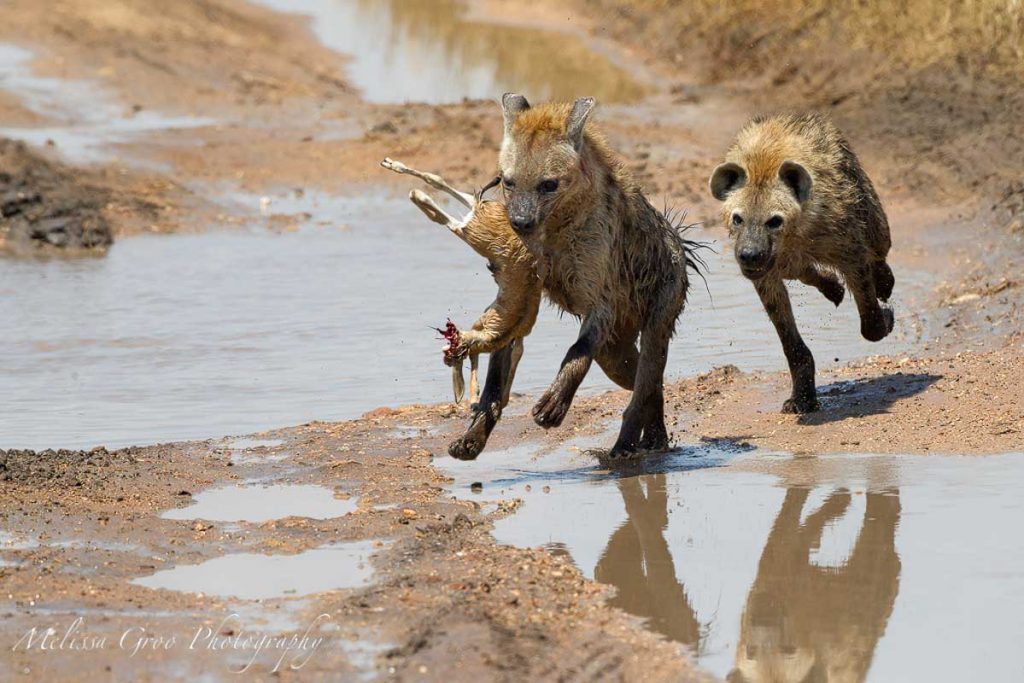 Hyena Chase, Tanzania (Hyenas) – Melissa Groo