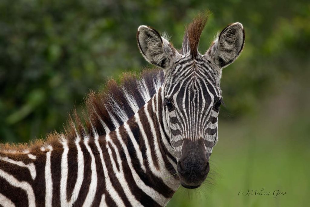Baby Zebra, Uganda (Zebras) – Melissa Groo