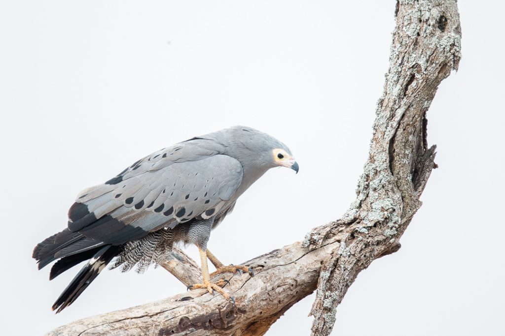 African Harrier Hawk, Tanzania (Harrier Hawks) – Melissa Groo