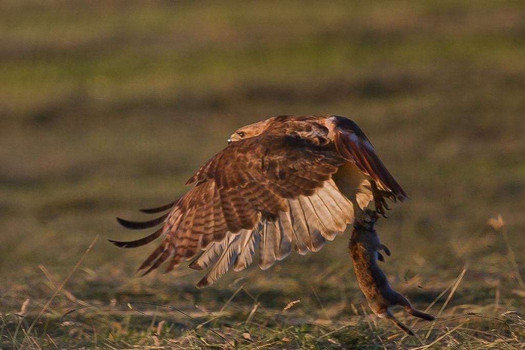 Red-Tailed Hawk with Rabbit, New York (Red-Tailed Hawks) – Melissa Groo