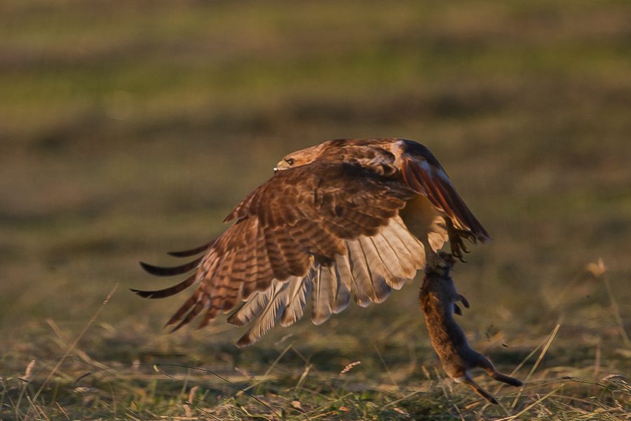 Red-Tailed Hawk with Rabbit, New York (Red-Tailed Hawks) – Melissa Groo