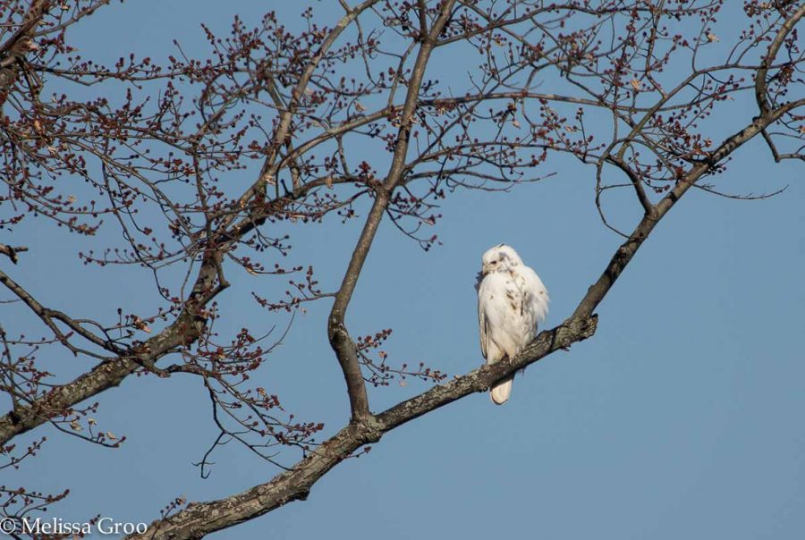 Leucistic Red-Tailed Hawk, New York (Red-Tailed Hawks) – Melissa Groo