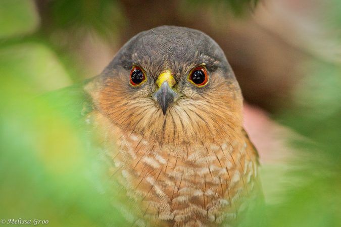 Sharp-shinned Hawk Portrait, Ithaca, New York (Sharp-shinned Hawks ...