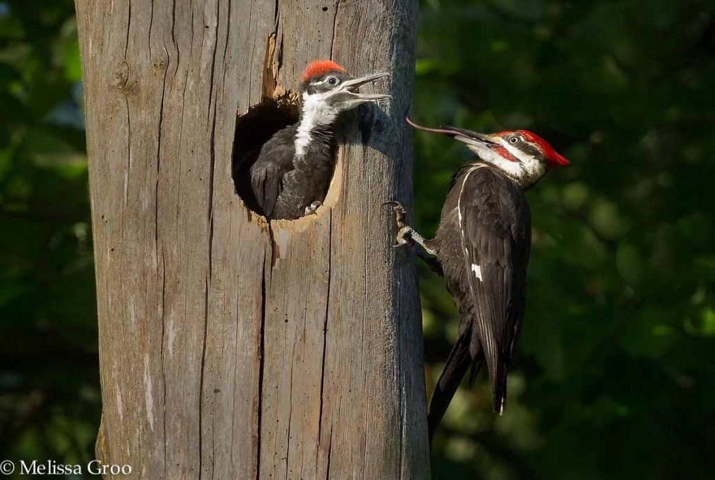 Pileated Woodpecker Arrives for Feeding, New York (Pileated Woodpeckers ...