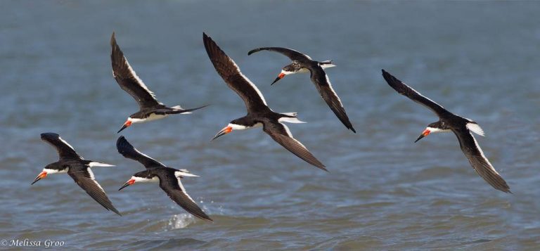 Black Skimmers in Flight , Chincoteague, Virginia (Black Skimmer) – Melissa Groo