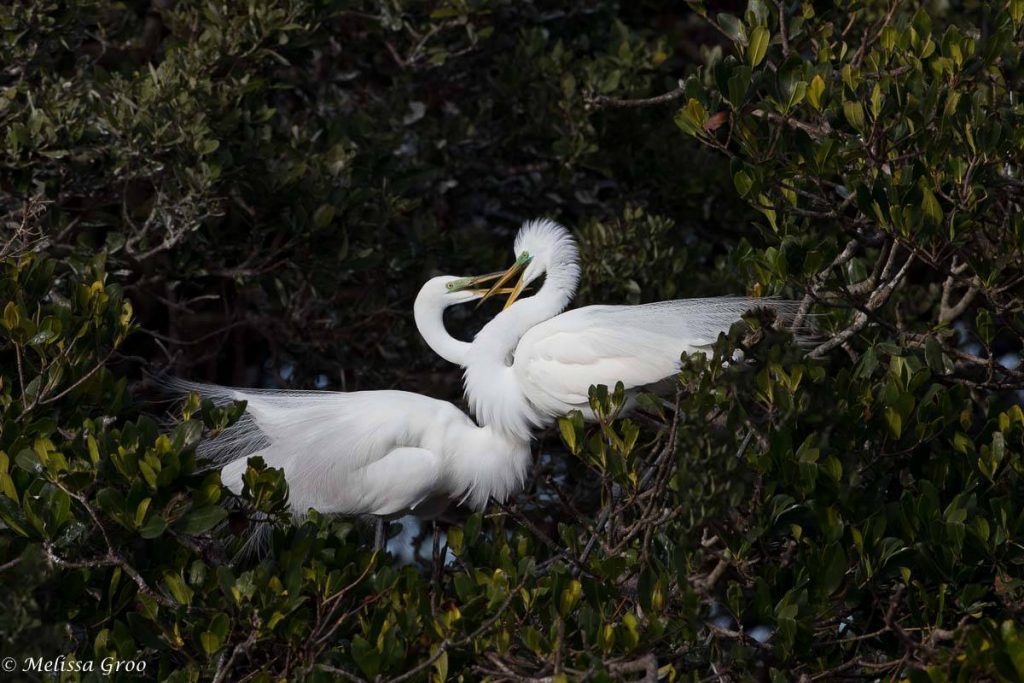 Great Egrets at Nest, Sarasota, Florida (Great Egret) – Melissa Groo