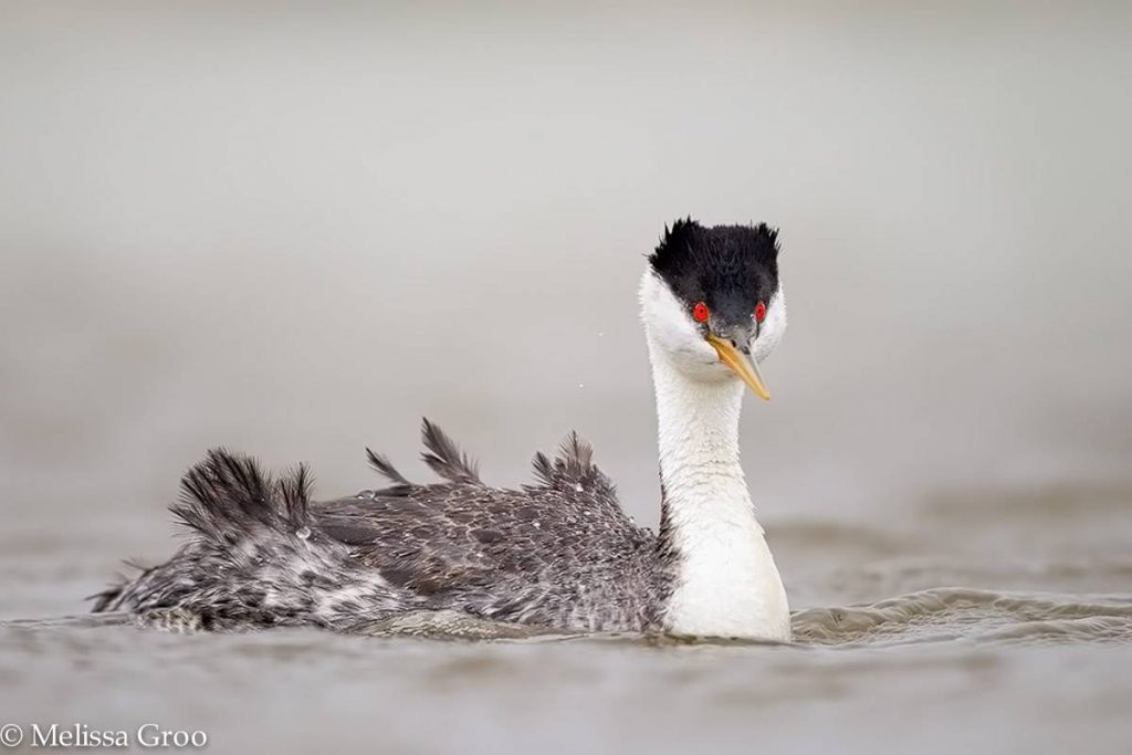 Western Grebe 1, Medicine Lake, Montana (Western Grebes) – Melissa Groo