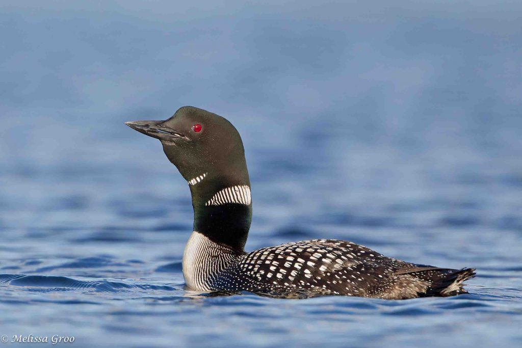 Common Loon, Adirondacks, New York (Common Loons) – Melissa Groo
