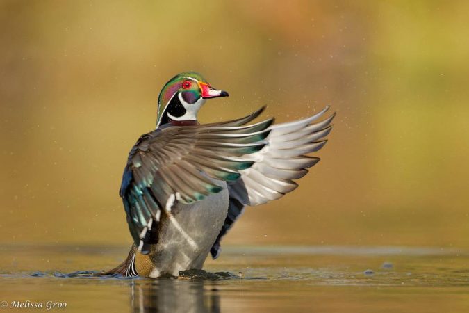 Wood Duck Wing Flap 6, Ohio (Wood Ducks) – Melissa Groo