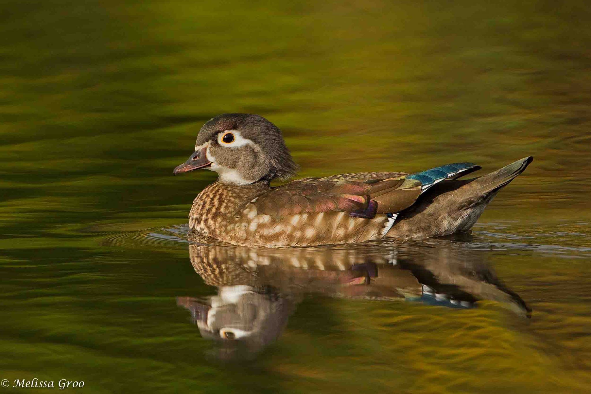 Wood Duck Hen, Ohio (Wood Ducks) – Melissa Groo