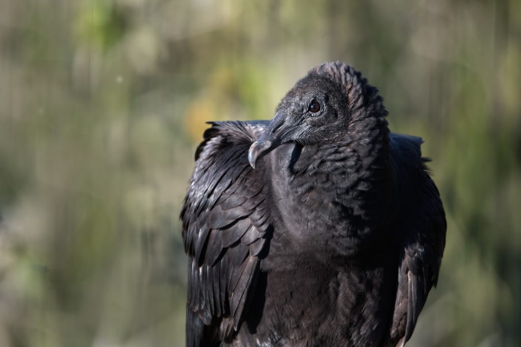 Black Vulture Portrait #1, Aransas National Wildlife Refuge, Texas (Black Vultures) – Melissa Groo