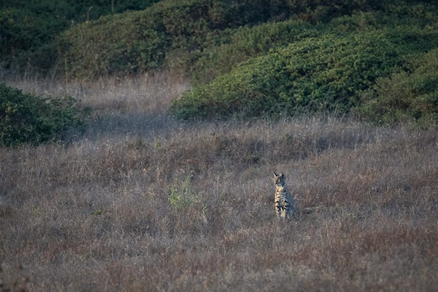Bobcat in Landscape, northern California (Bobcats) – Melissa Groo
