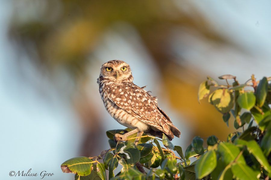 Burrowing Owl in Tree, Great Inagua, Bahamas (Burrowing Owls) – Melissa ...