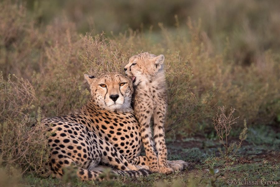Cheetah Playfully Bites Her Mama, Tanzania (Cheetahs) – Melissa Groo