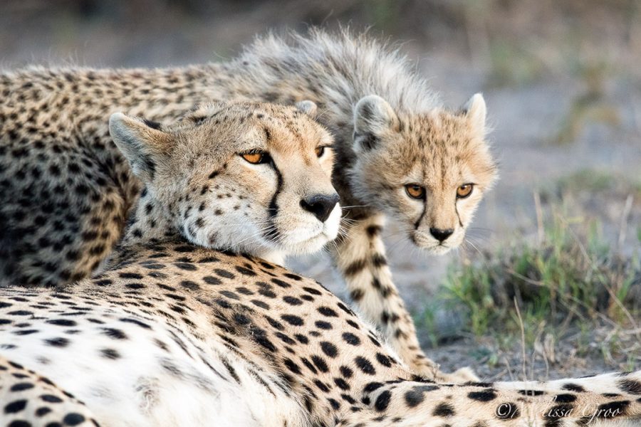 Cheetah Cub and Mother, Tanzania (Cheetahs) – Melissa Groo