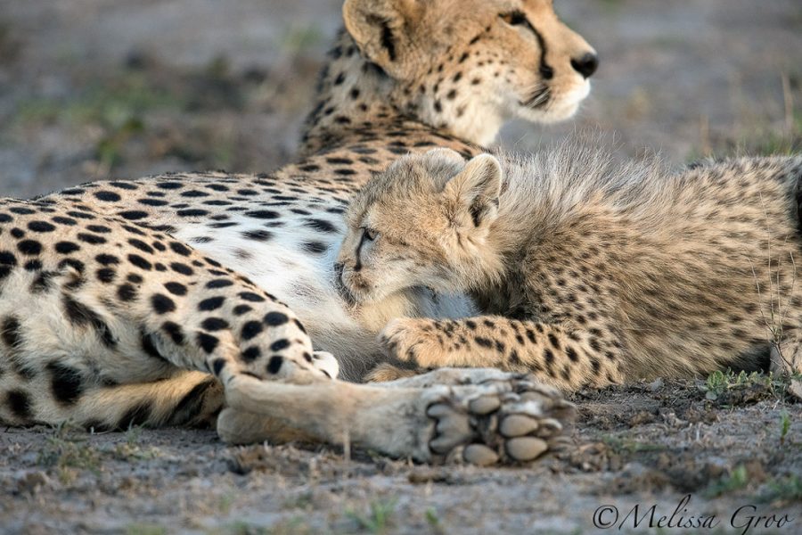 Nursing Cheetah Cub, Tanzania (Cheetahs) – Melissa Groo